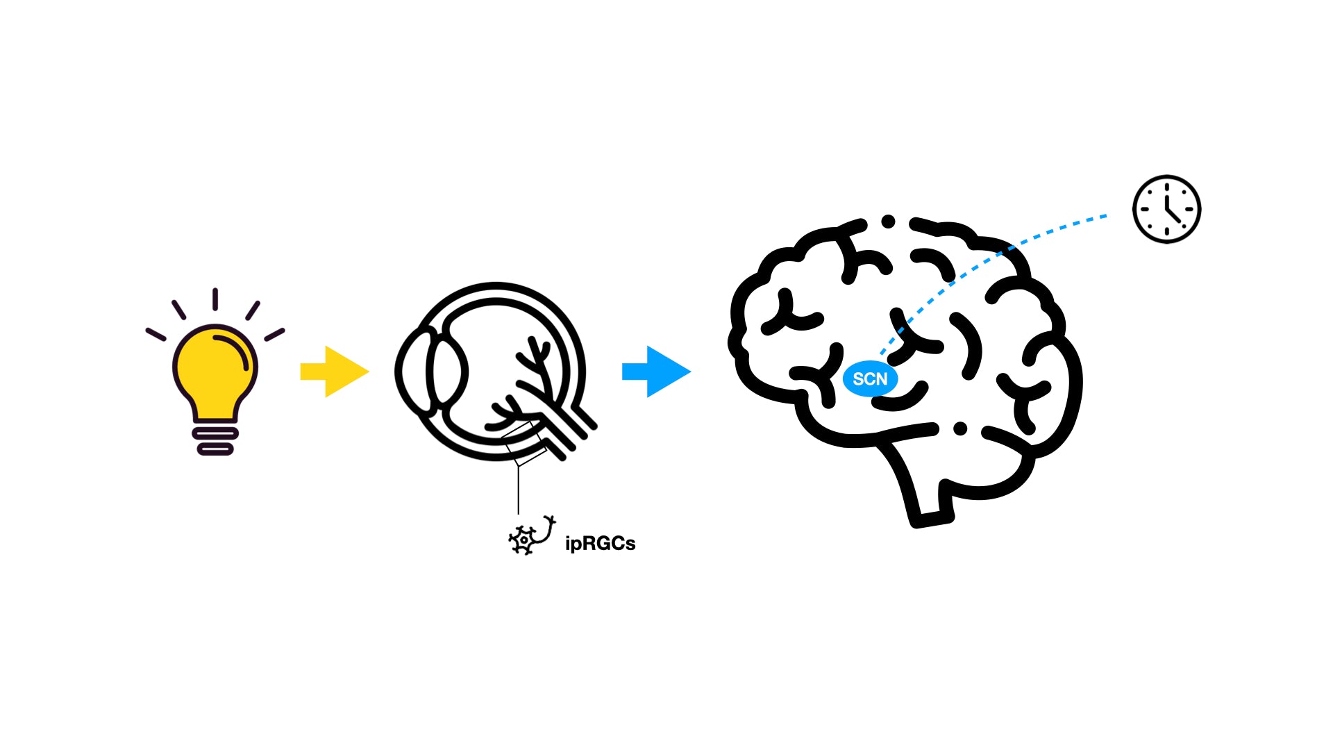Science – Lumos Sleep